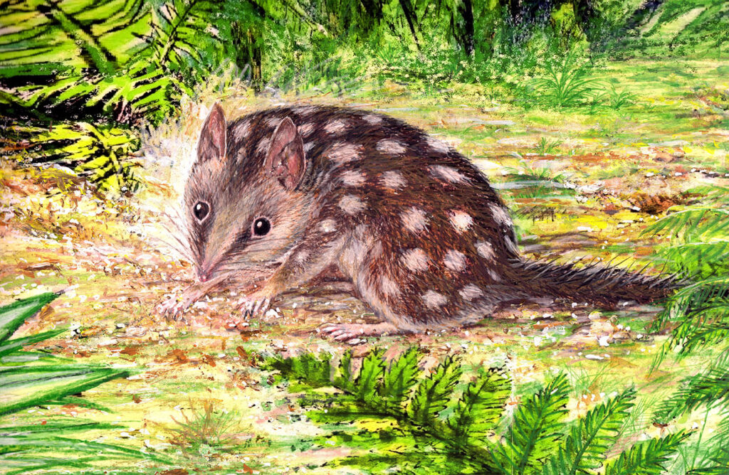 Print: A New Prayer for the Animals - Quoll | Mark Wilson